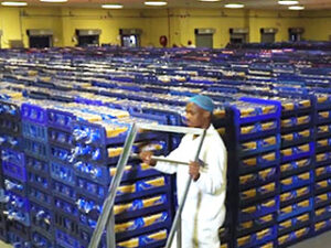 Premier: General Worker Bread Packer Job Opportunity - Ijob